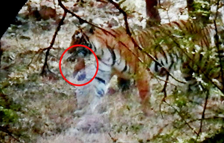 Tigress Riddhi spotted with newborn cub in Ranthambore National Park ...